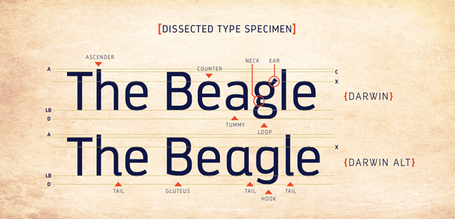 Darwin font by Mendoza Vergara – an original family with diverse use